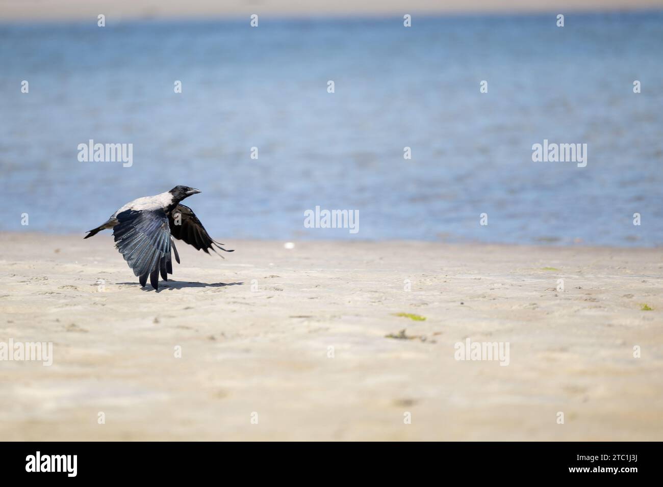 A low flying hooded crow (Corvus cornix) on a sandy beach near Mallaig ...