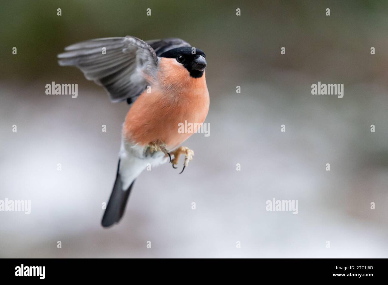 Flying adult male Eurasian Bullfinch (Pyrrhula pyrrhula) in a snowy ...