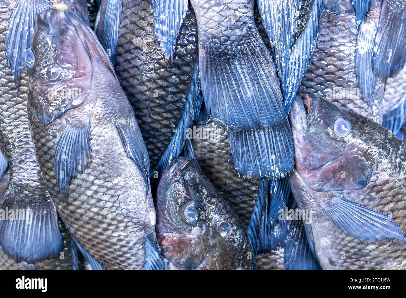 Colorful fish at a stand at a seafood market in Jeddah, Saudi Arabia ...