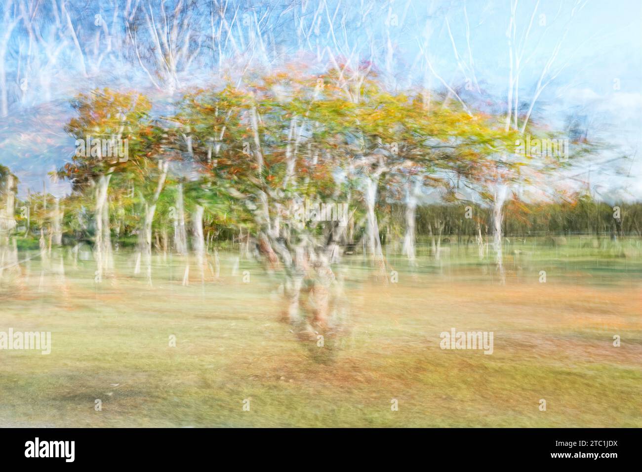 ICM circular motion around a tree using long shutter trick photography ...