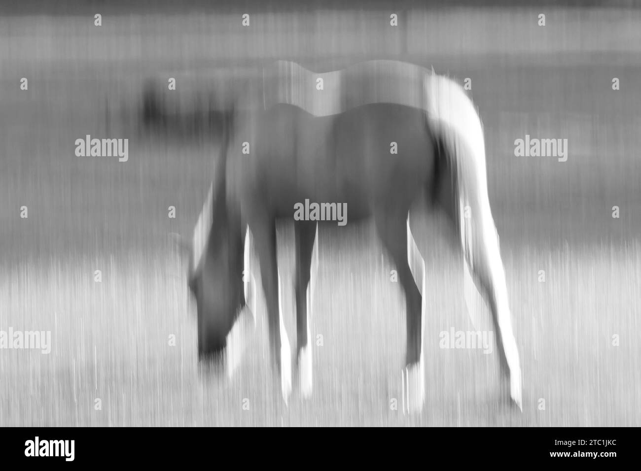 Horses, double exposure and ICM photography for fine art prints. Equestrian setting in a field ...