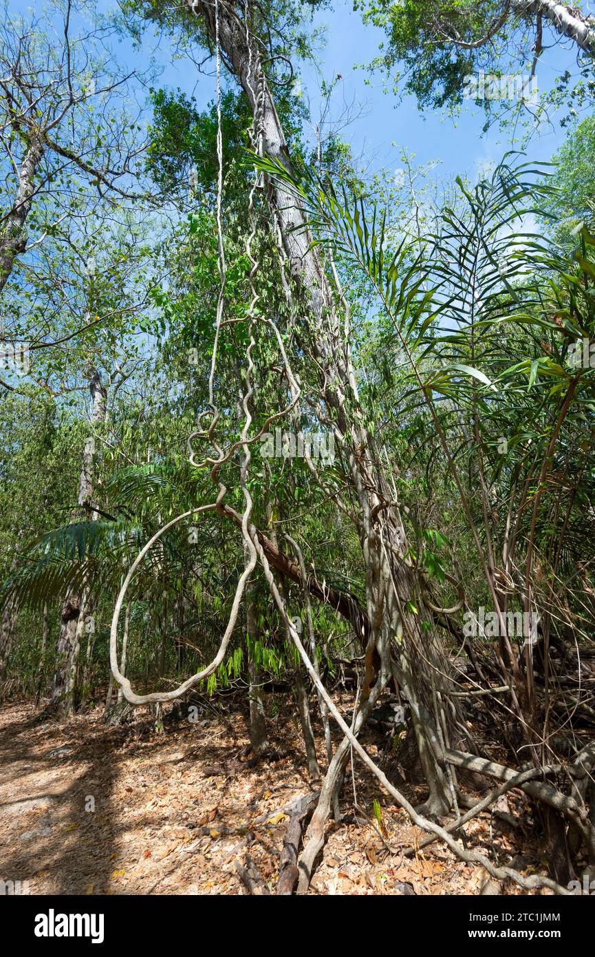 Vertical view of lianas forming a noose in the rainforest, Christmas ...