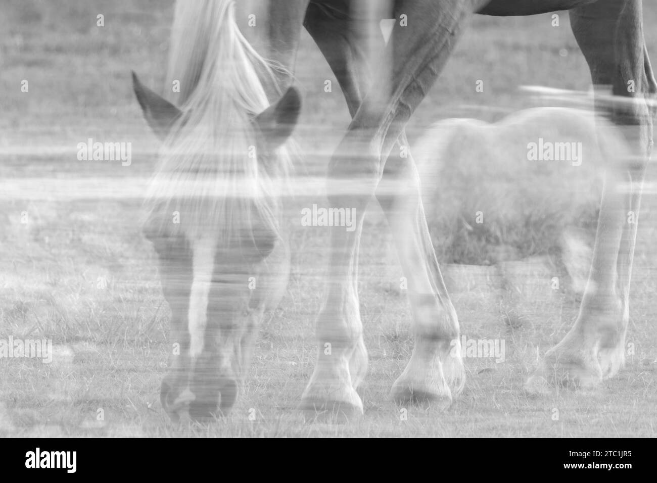 Horses, double exposure and ICM photography for fine art prints. Equestrian setting in a field ...