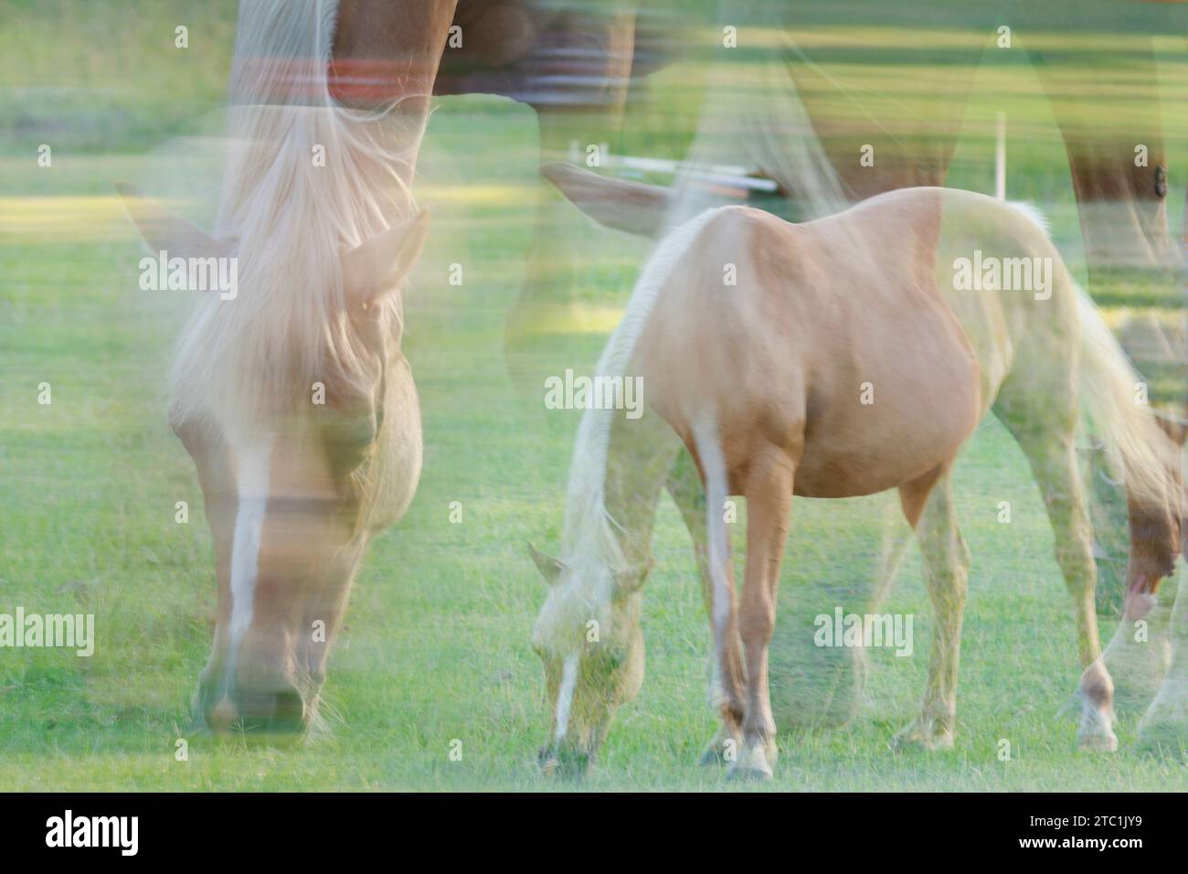 Horses, double exposure and ICM photography for fine art prints. Equestrian setting in a field ...