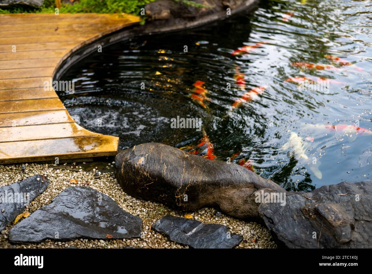 Koi fish or Nishikigoi in outdoor pond in the garden decorated with ...