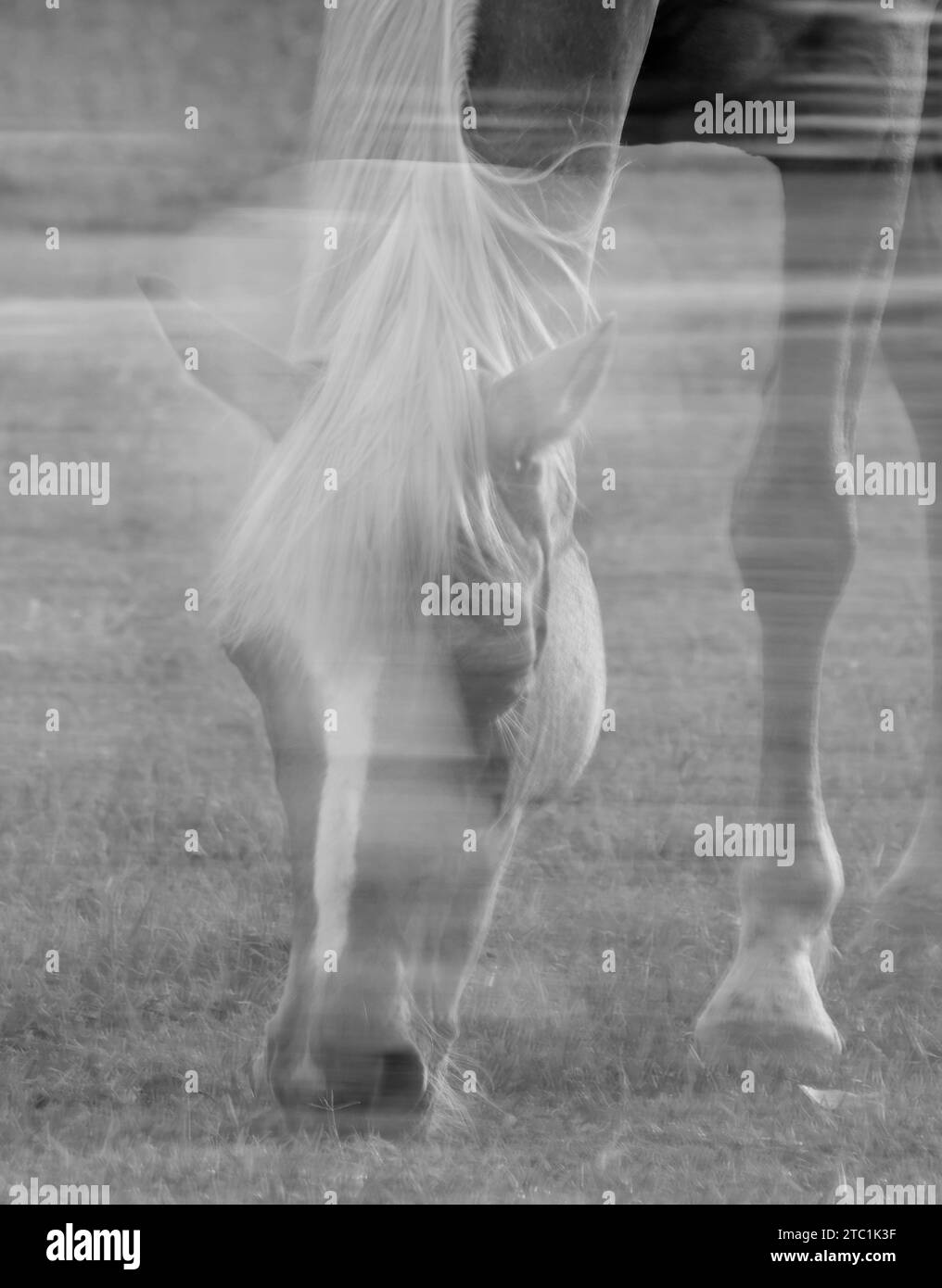 Horses, double exposure and ICM photography for fine art prints. Equestrian setting in a field ...