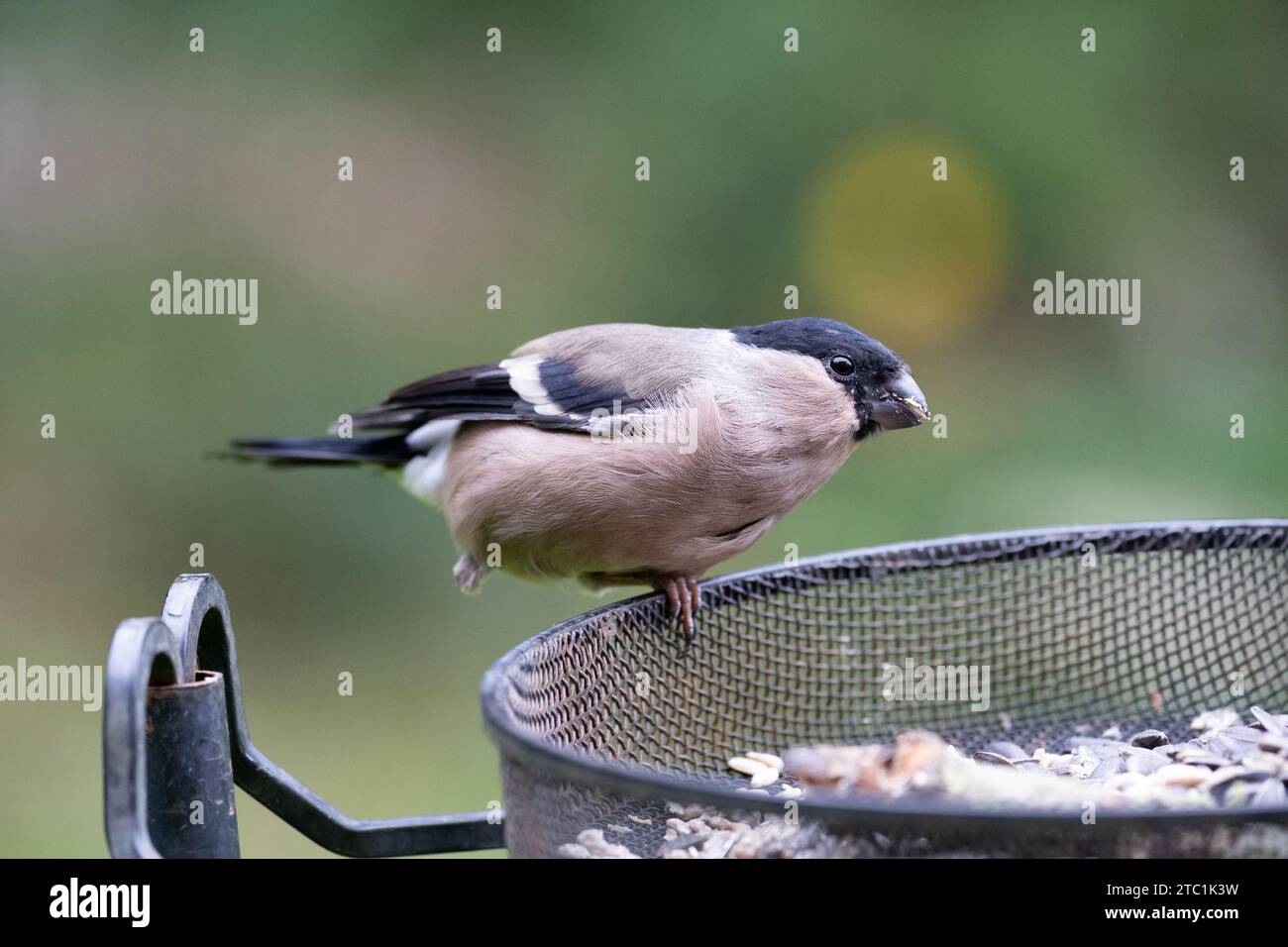 Injured female bullfinch (pyrrhula pyrrhula) with only one leg, perched ...