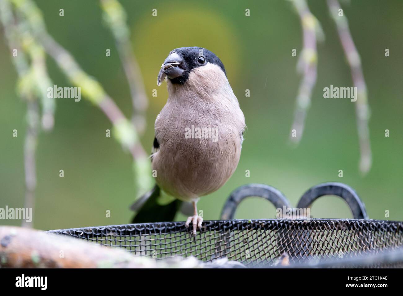 Injured female bullfinch (pyrrhula pyrrhula) with only one leg, perched ...
