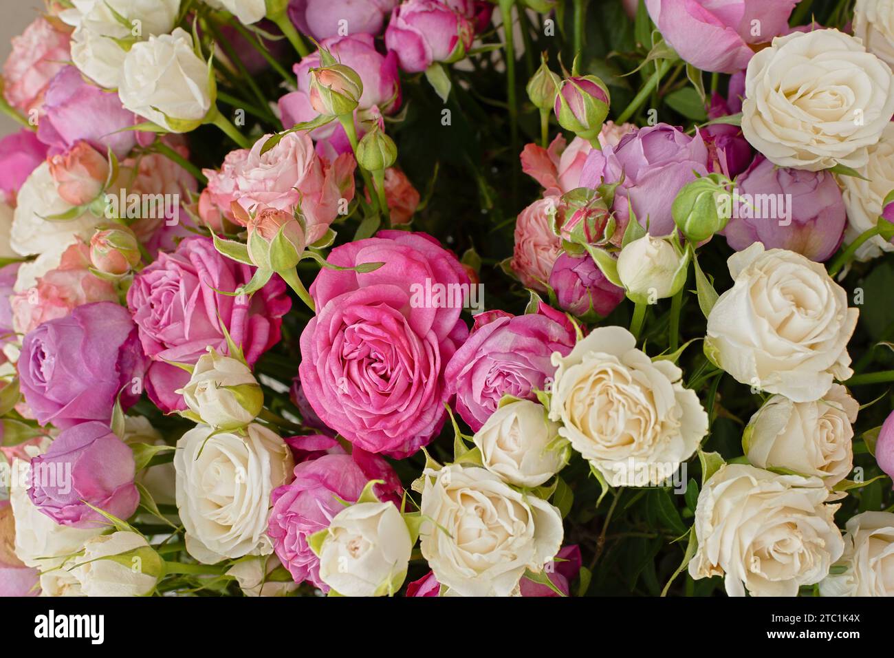 Pink purple white roses background. Top view of a large beautiful ...