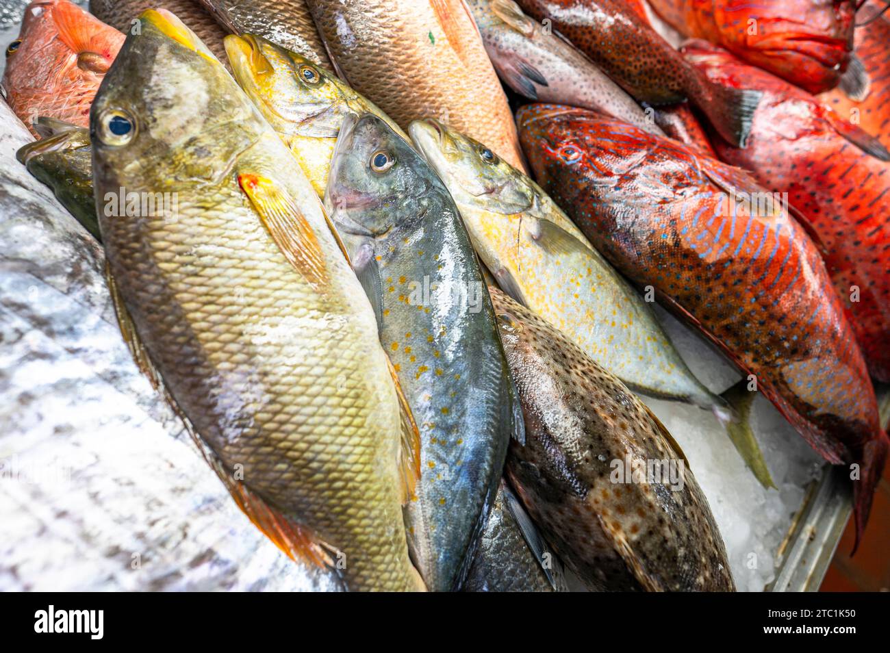 Colorful fish at a stand at a seafood market in Jeddah, Saudi Arabia ...