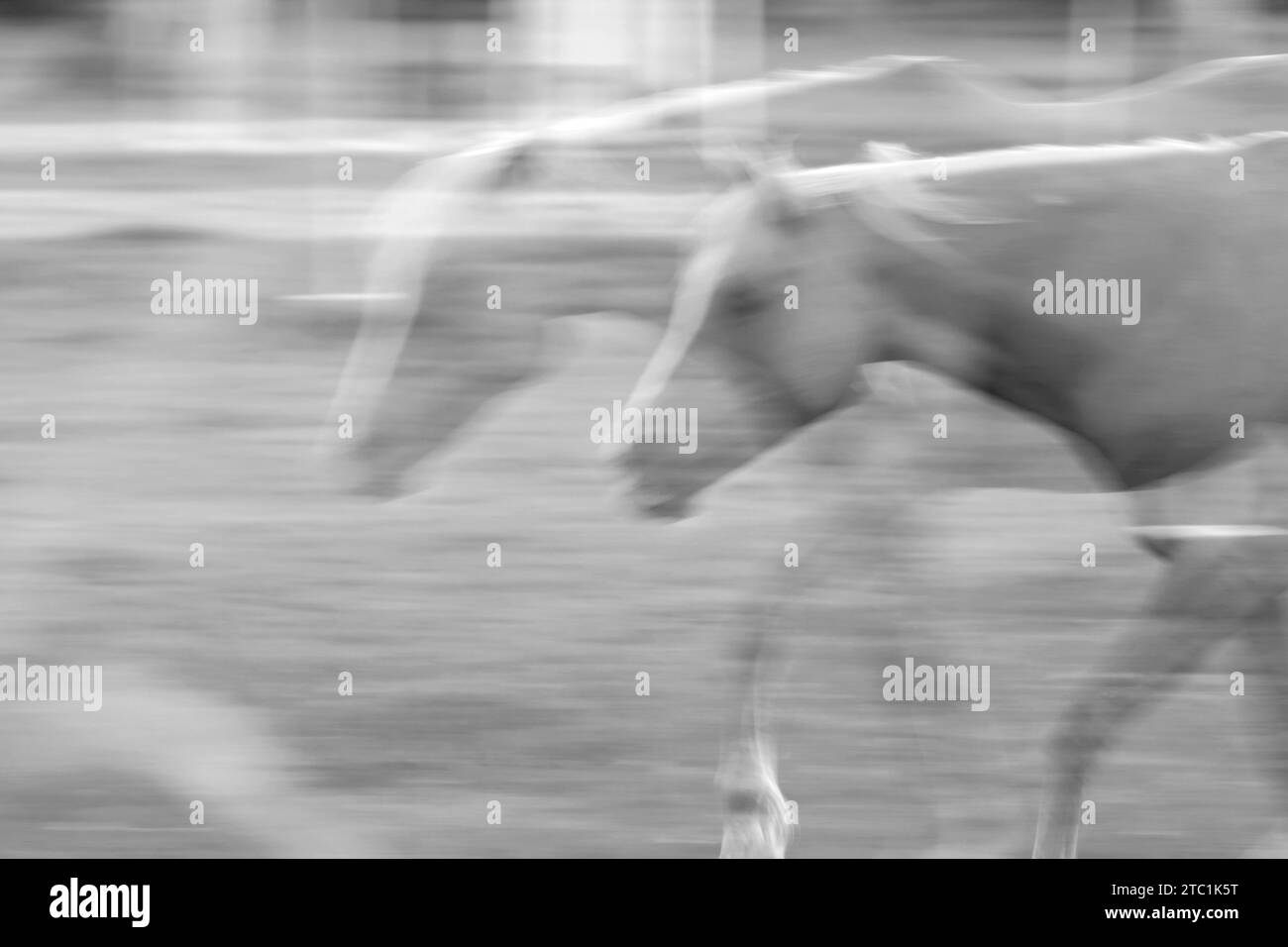 Horses, double exposure and ICM photography for fine art prints. Equestrian setting in a field ...