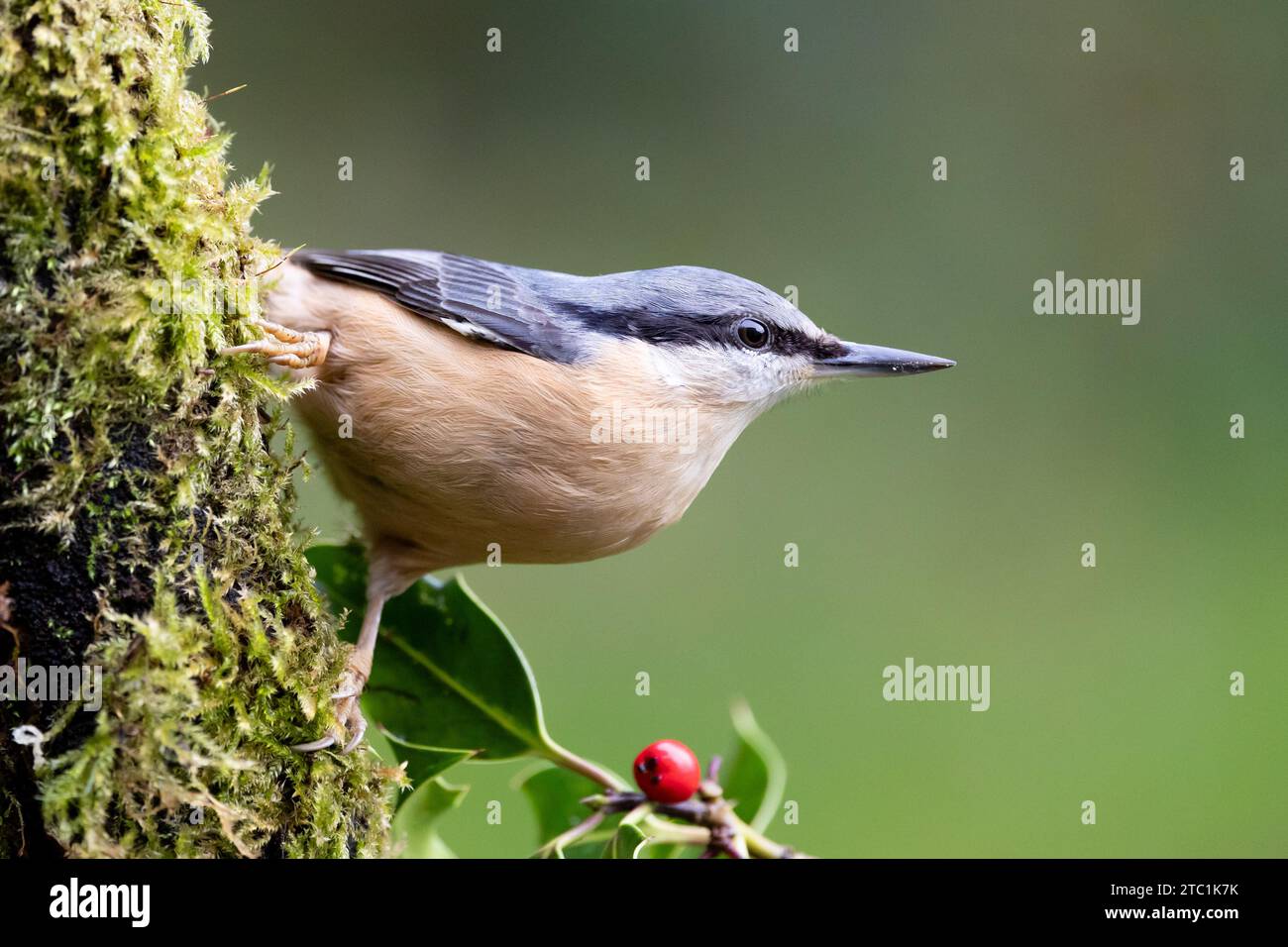Classic nuthatch pose hi-res stock photography and images - Alamy