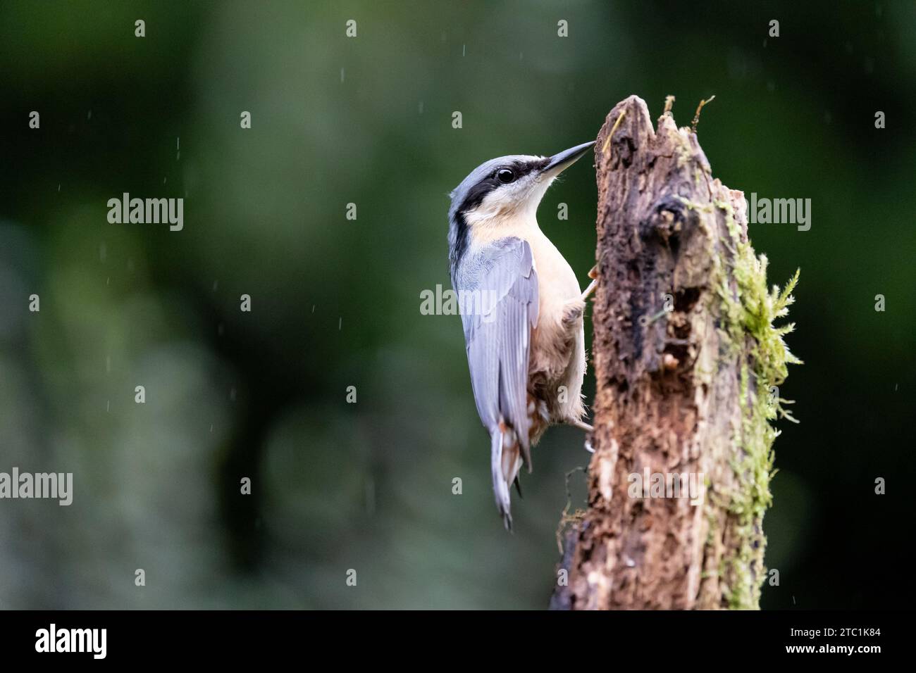 Nuthatch (Sitta Europaea) in the rain, posing at the top of a tree ...