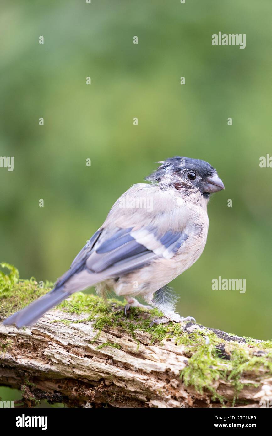 Nature loss uk hi-res stock photography and images - Alamy