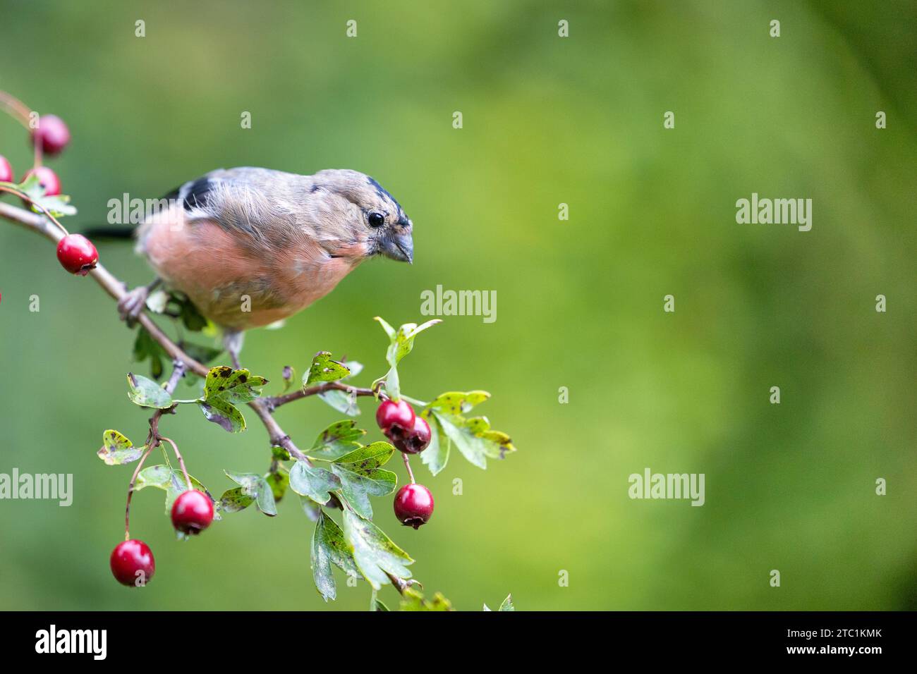 Juvenile male Eurasian Bullfinch (Pyrrhula pyrrhula) moulting feathers ...