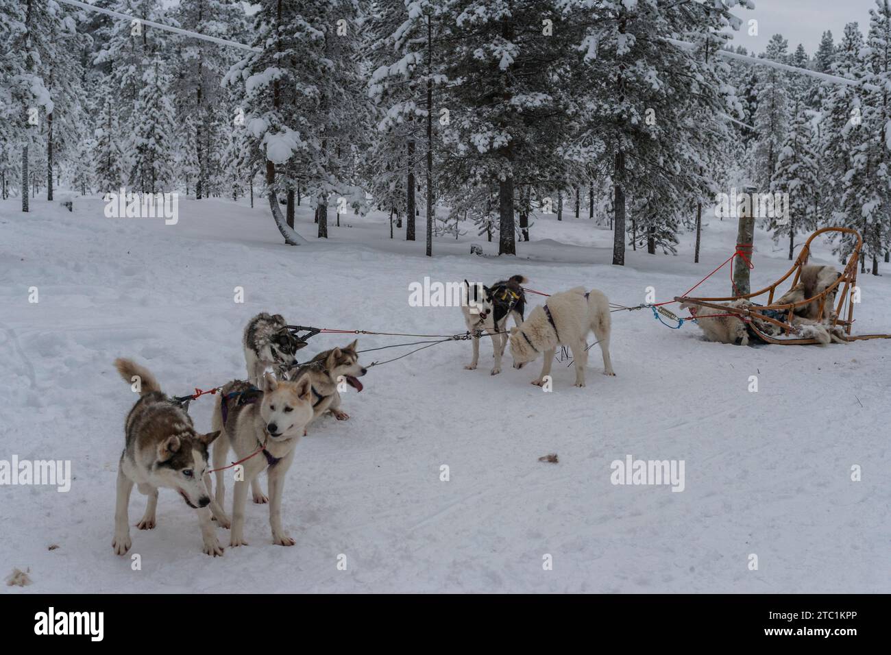 Finland. Province of Lapland (Lapin lääni). Sled dogs. The dog sledges ...