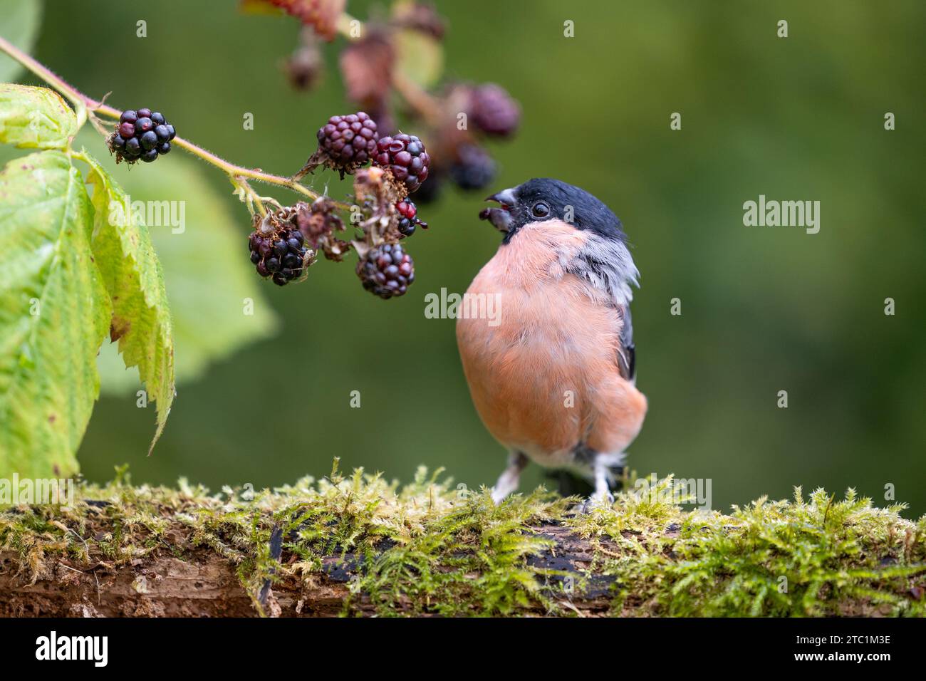 Adult Male Eurasian Bullfinch (Pyrrhula pyrrhula) eating blackberries ...