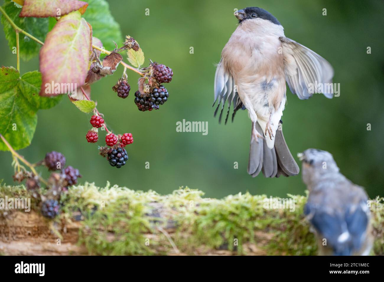 Funny photo of a female bullfinch launching into flight (Pyrrhula ...