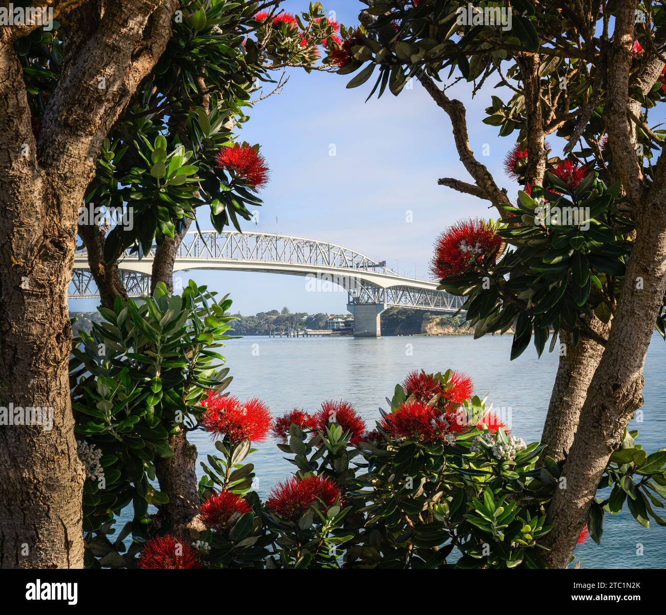 Auckland Harbour Bridge framed by Pohutukawa blooms. New Zealand ...