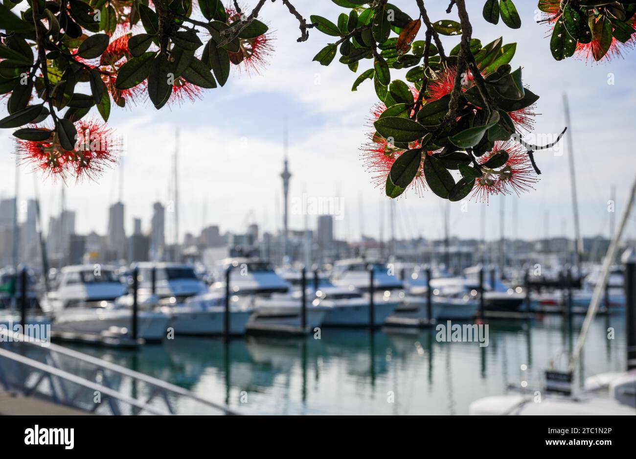 Out-of-focus Auckland Sky Tower and yachts framed by red Pohutukawa ...