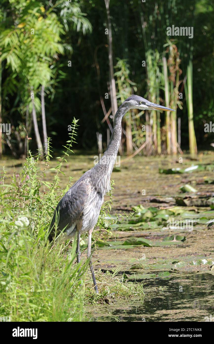 An image of a Great Blue Heron strolling in a marsh at Tommy Thompson ...