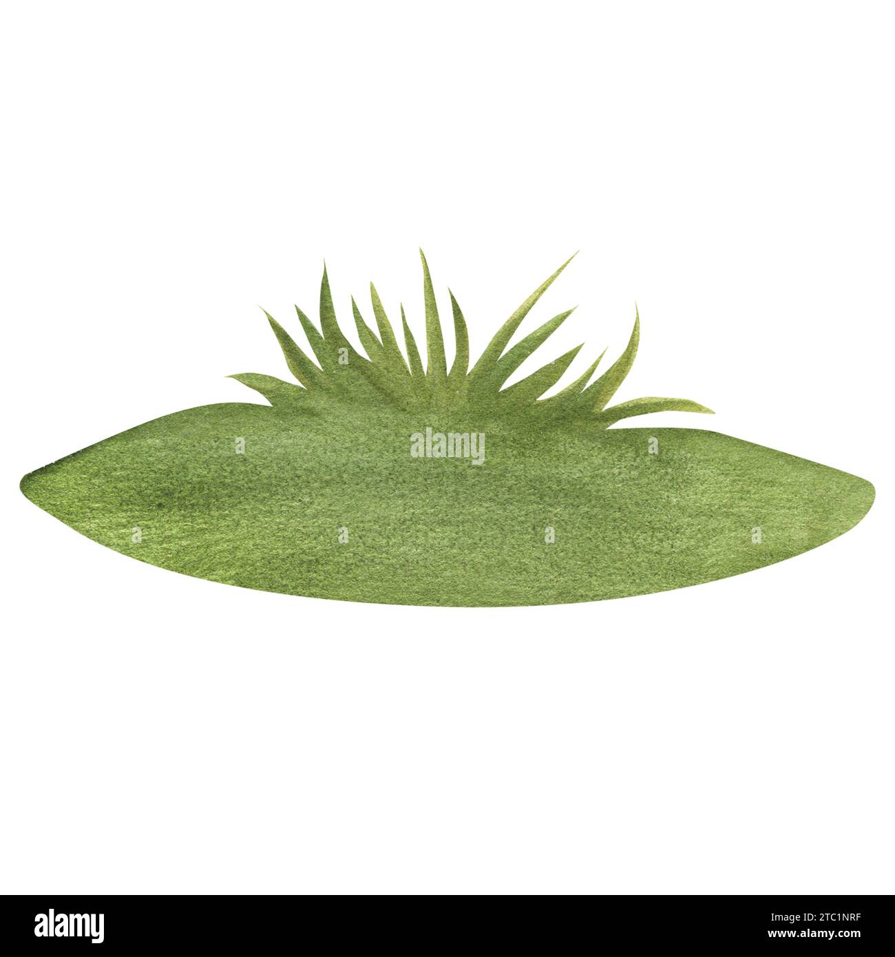 Watercolor illustration of decorative green grass. Hand drawn, isolated ...