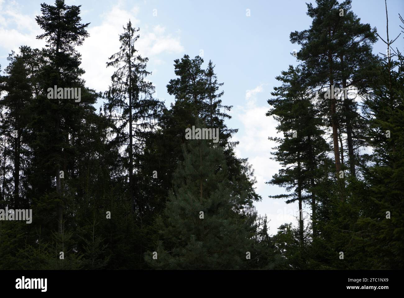 Forest dieback due to climate change, drought and storms and ...