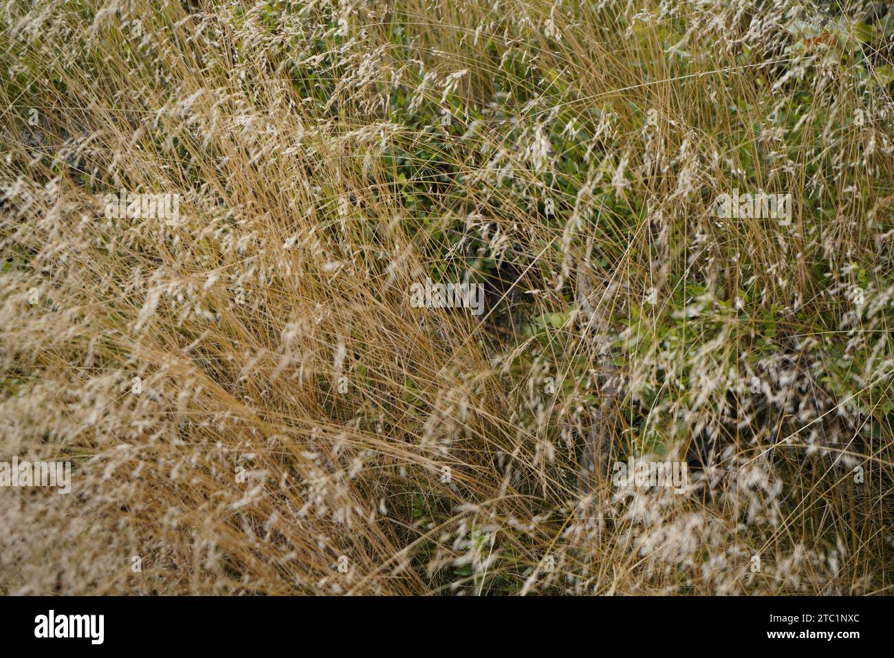 Forest dieback due to climate change, drought and storms and ...