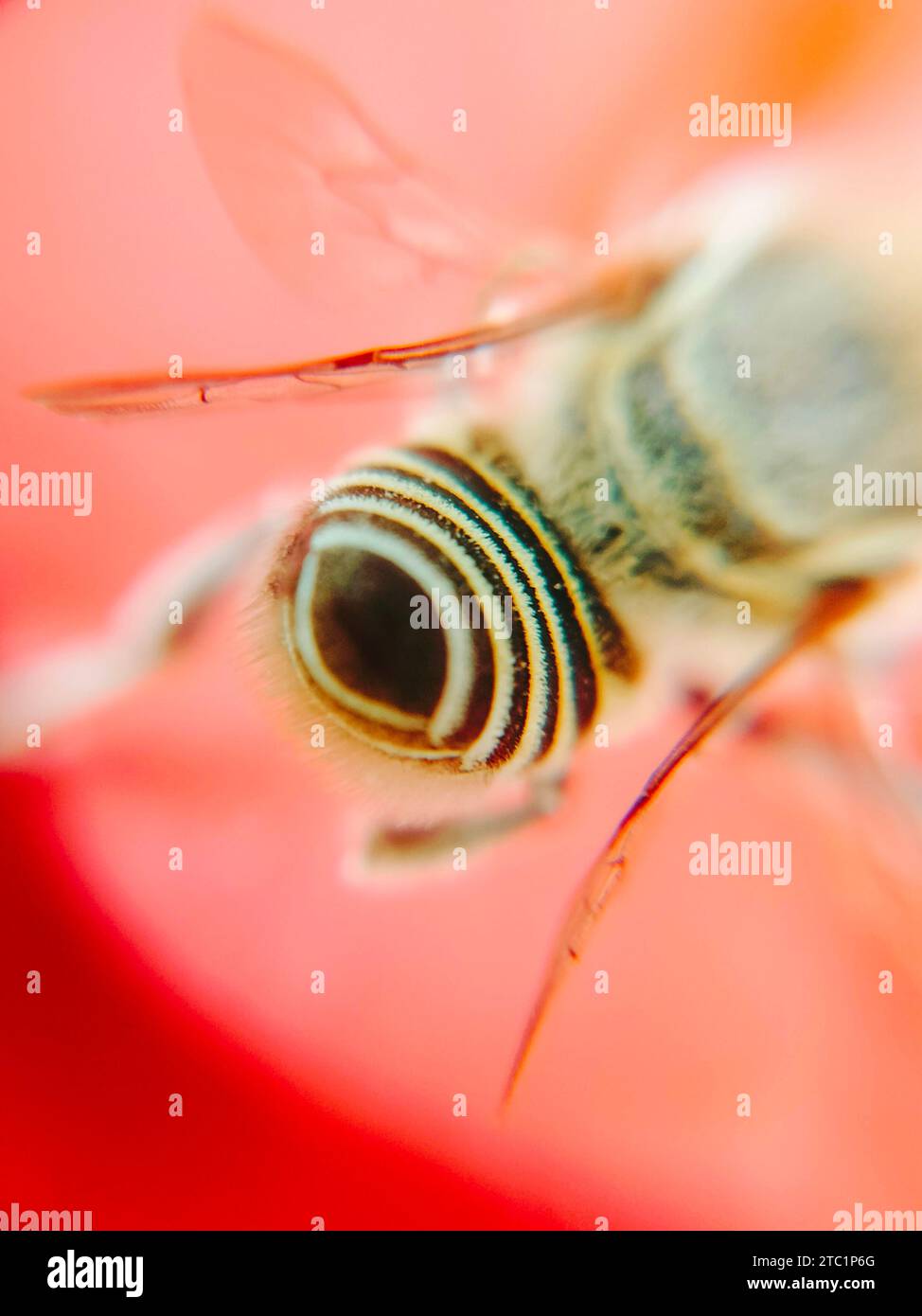 Close up shot on banded patterns in the abdomen of honey bee, while ...