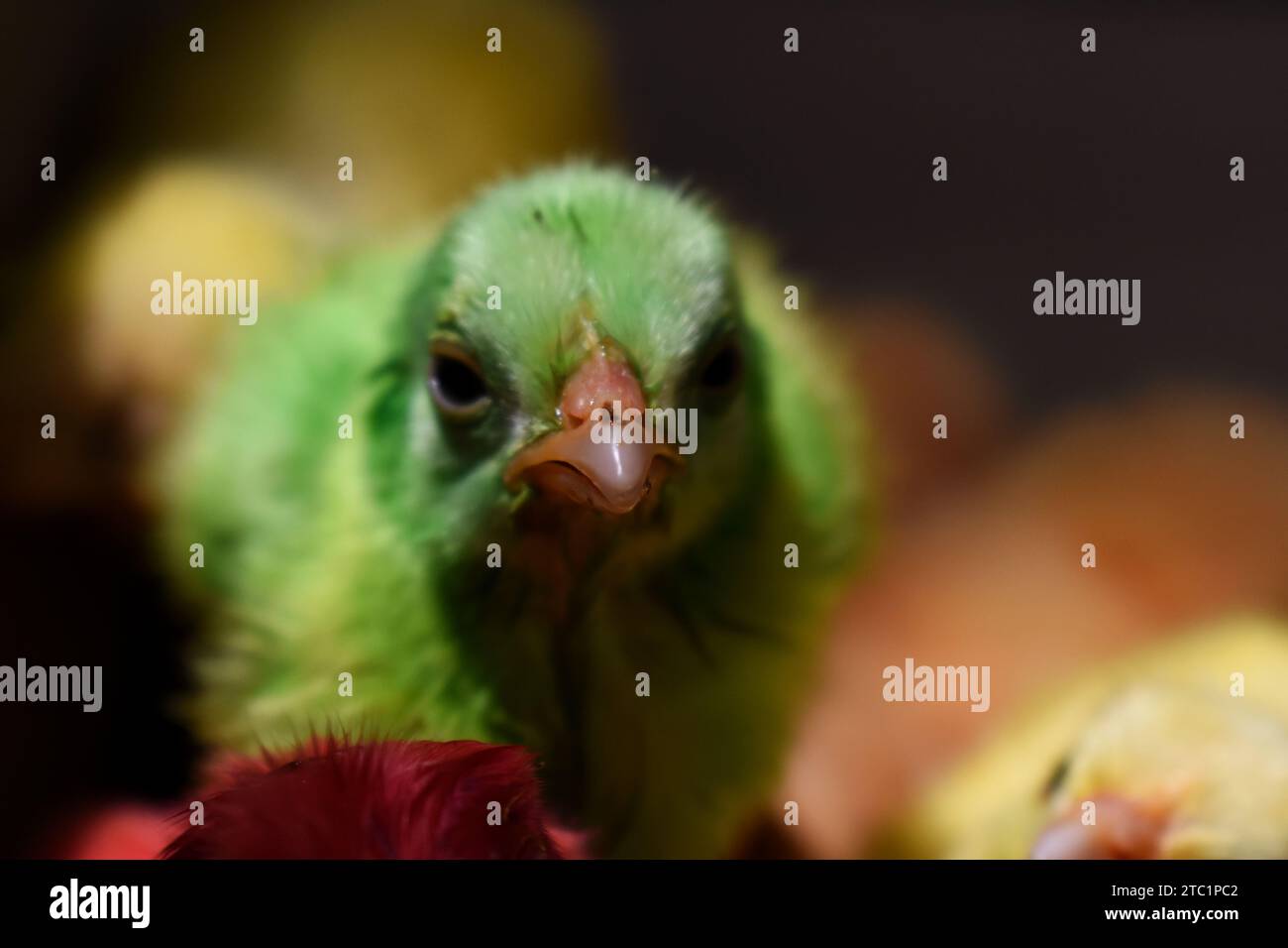 Barnyard cutie hi-res stock photography and images - Alamy