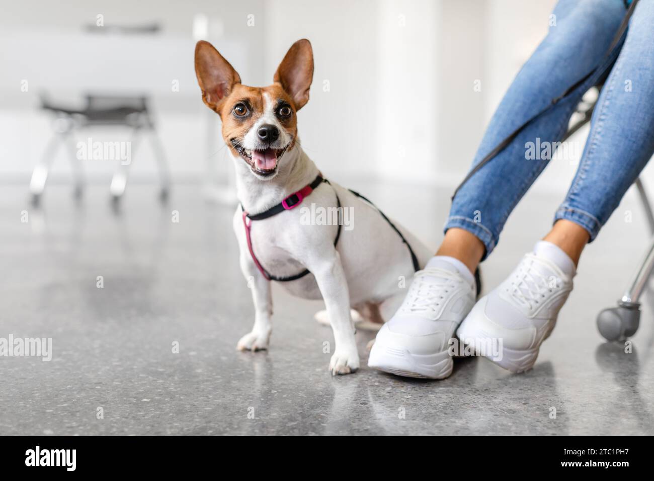 Pretty dog in harness with owner at clinic Stock Photo - Alamy