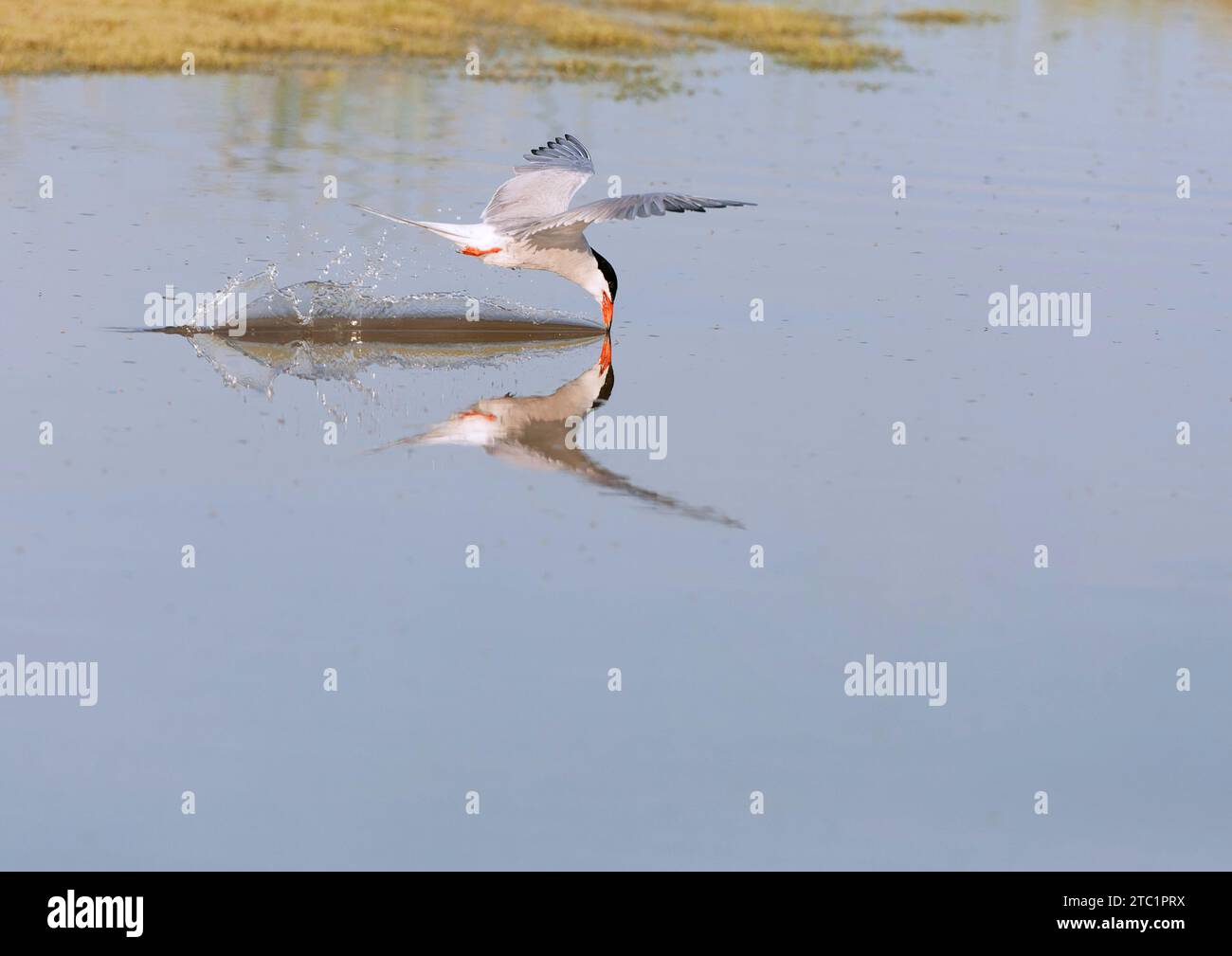 Adult Common Tern (Sterna hirundo) flying over saltpans near Skala ...