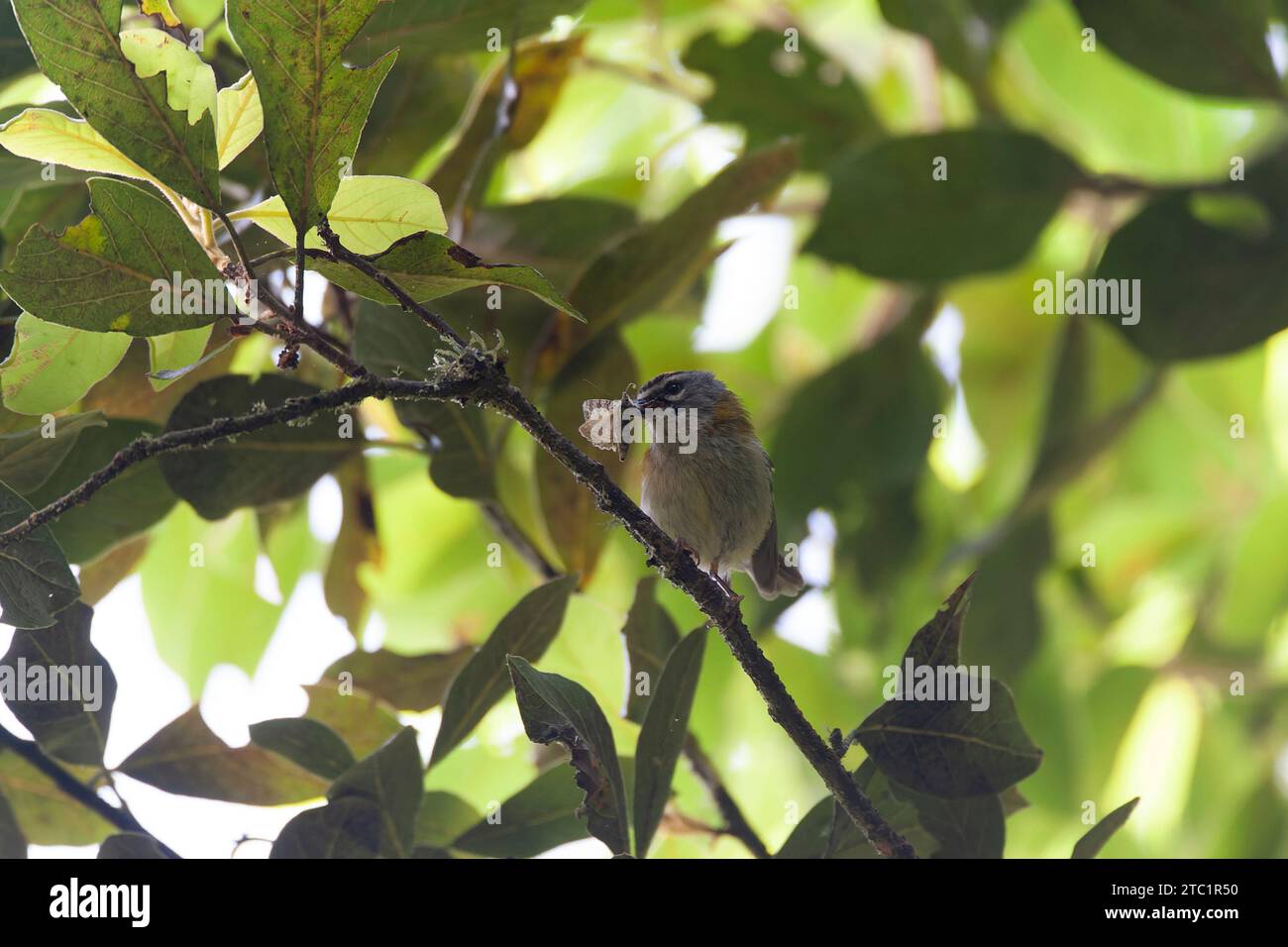 Endemic Madeira Firecrest, Regulus madeirensis, in Laurel forest on the ...