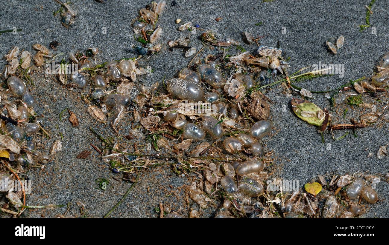 The high tide mark is littered with dead blue bottles. They have been ...