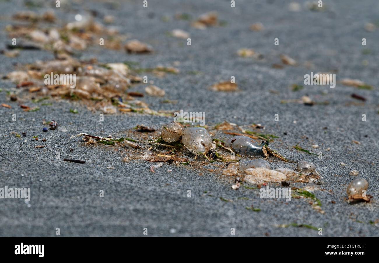 Portuguese man o' war, is a marine cnidarian of the family Physaliidae ...