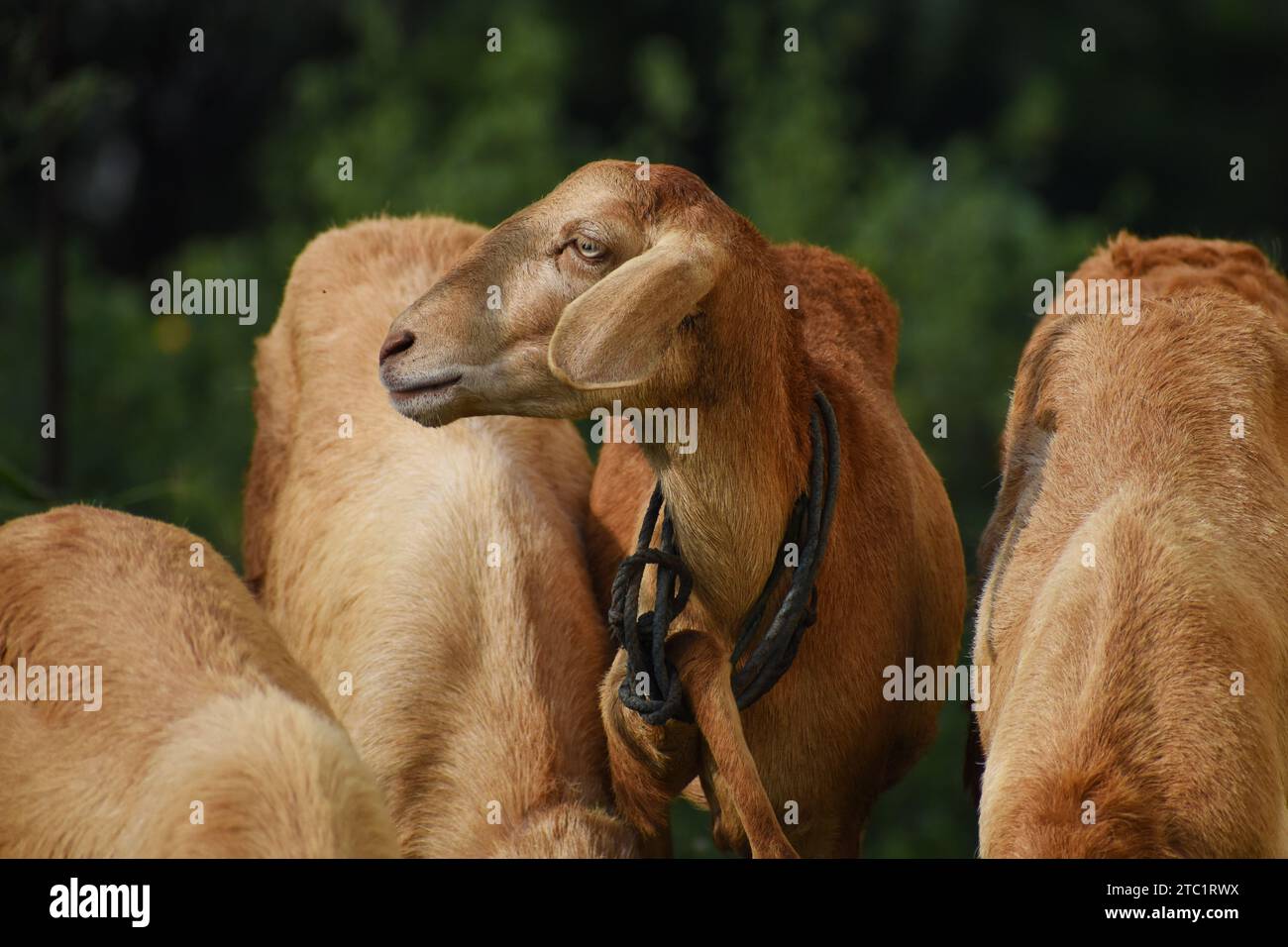 Group of Indian sheep in urban forest Stock Photo - Alamy