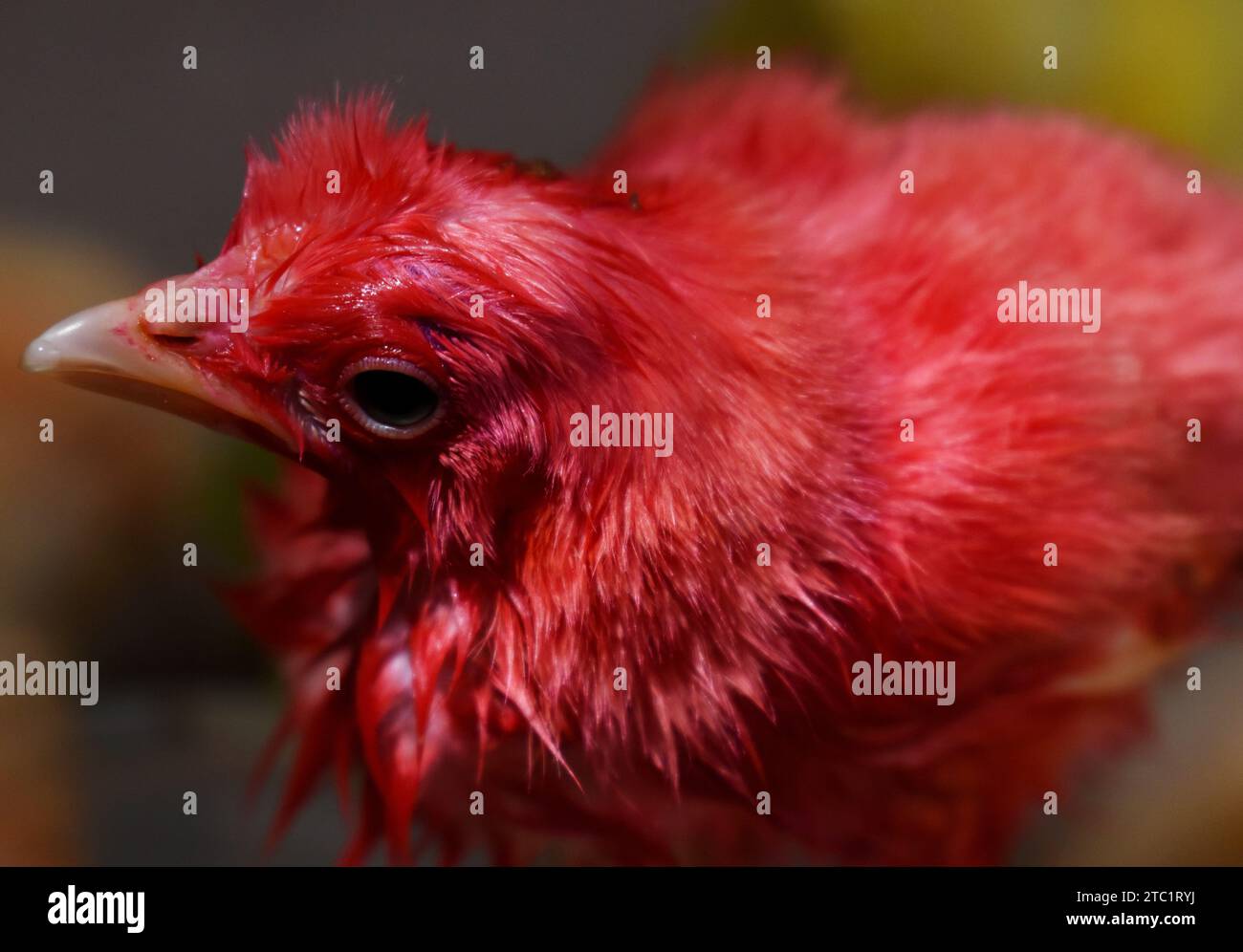 Barnyard cutie hi-res stock photography and images - Alamy