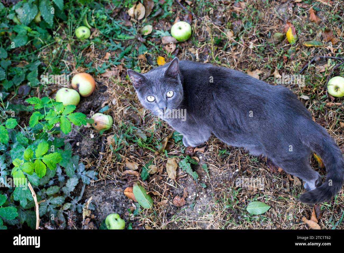 blue American Burmese cat walks in the apple orchard Stock Photo - Alamy