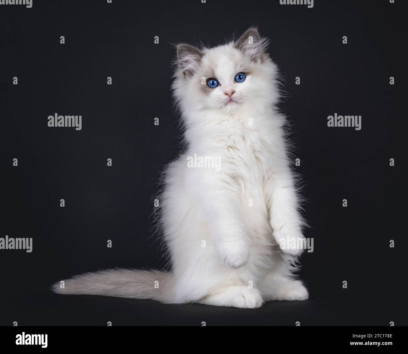 Cute young blue bicolor Ragdoll cat kitten, sitting on hind paws like ...