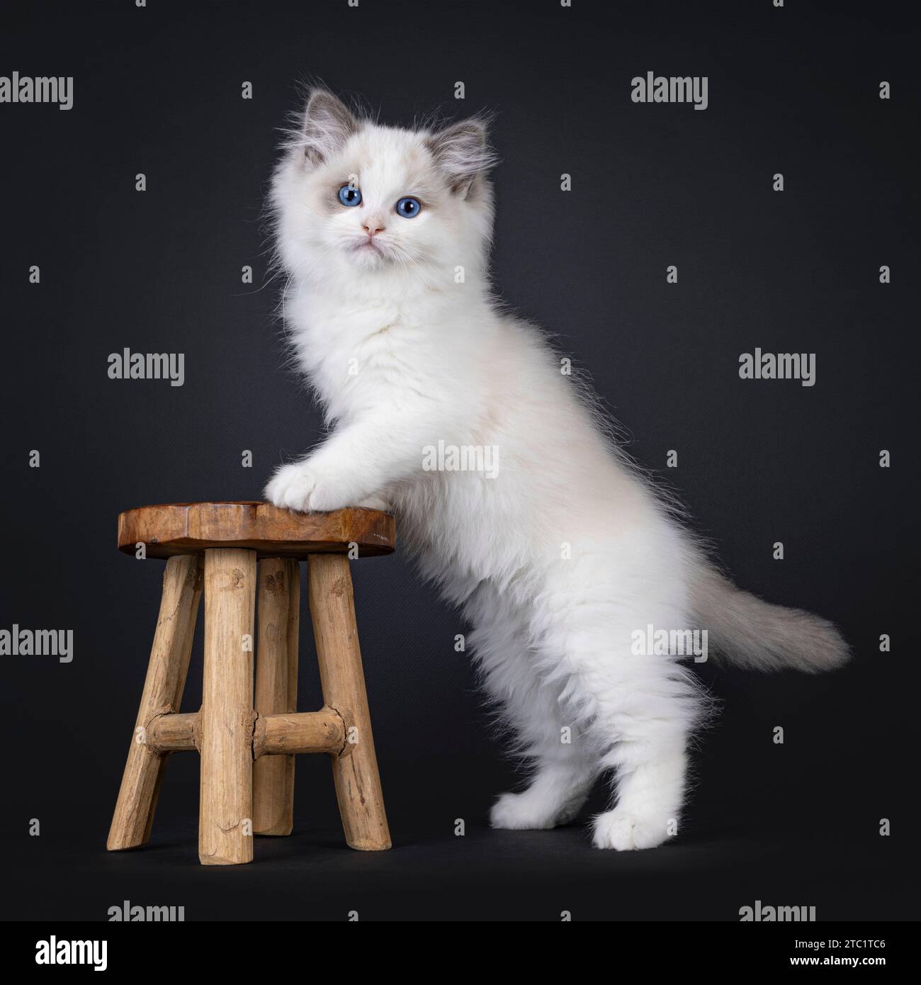 Cute young blue bicolor Ragdoll cat kitten, standing up side ways with ...