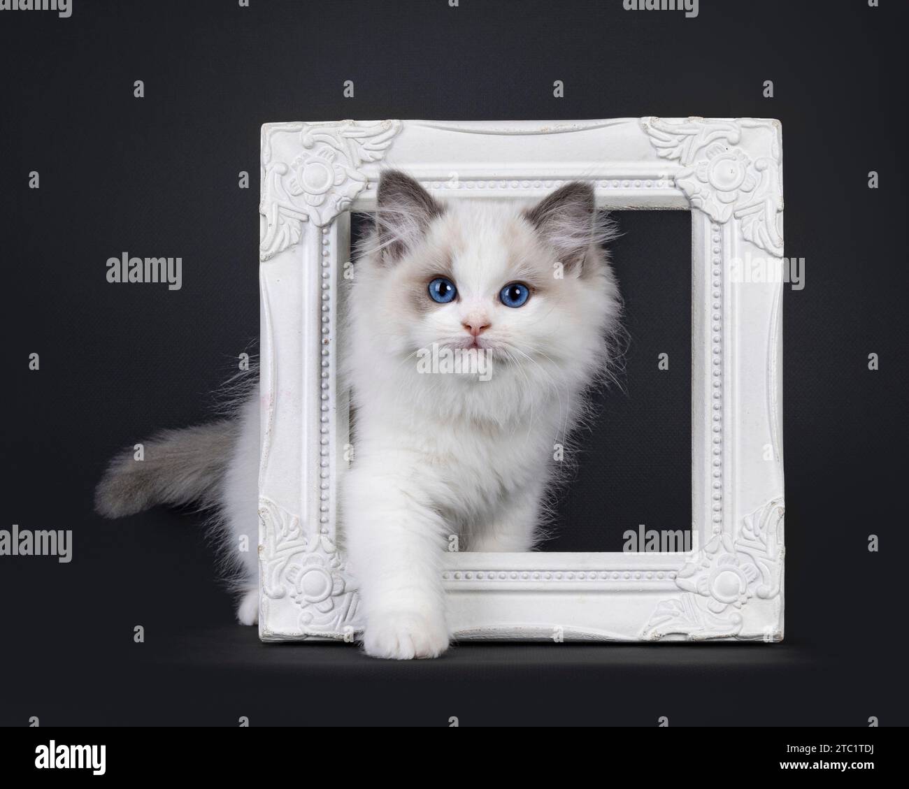 Cute young blue bicolor Ragdoll cat kitten, standing throught white ...