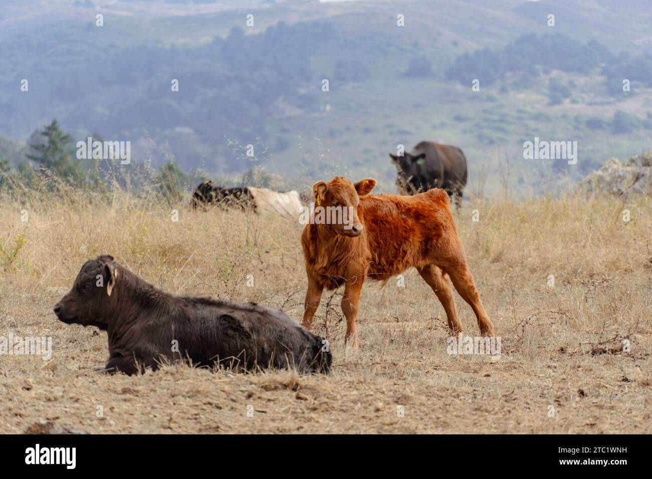 Two cows stand side hi-res stock photography and images - Alamy