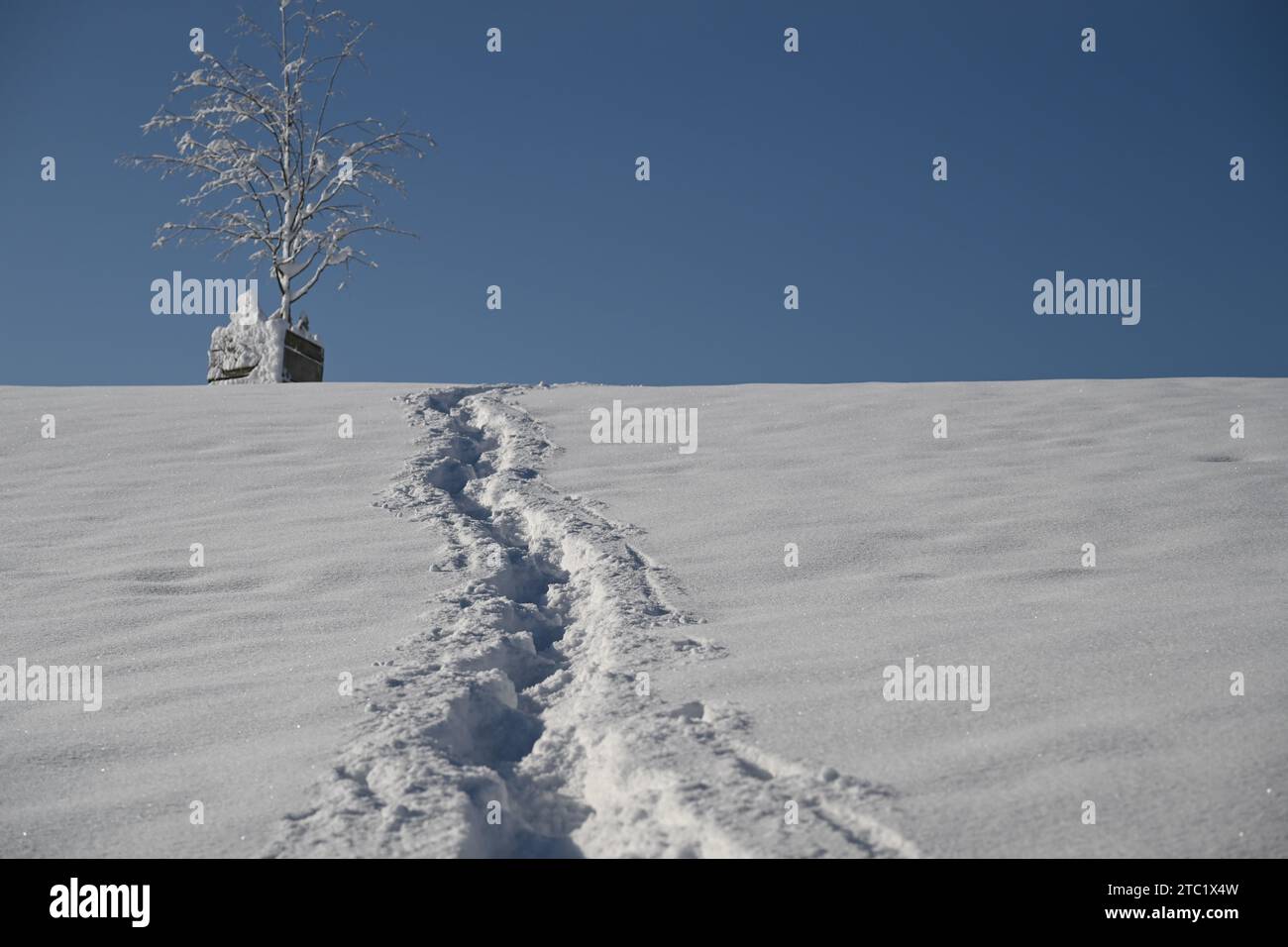 A single pine tree stands atop a snowy hillside, the white blanket of ...
