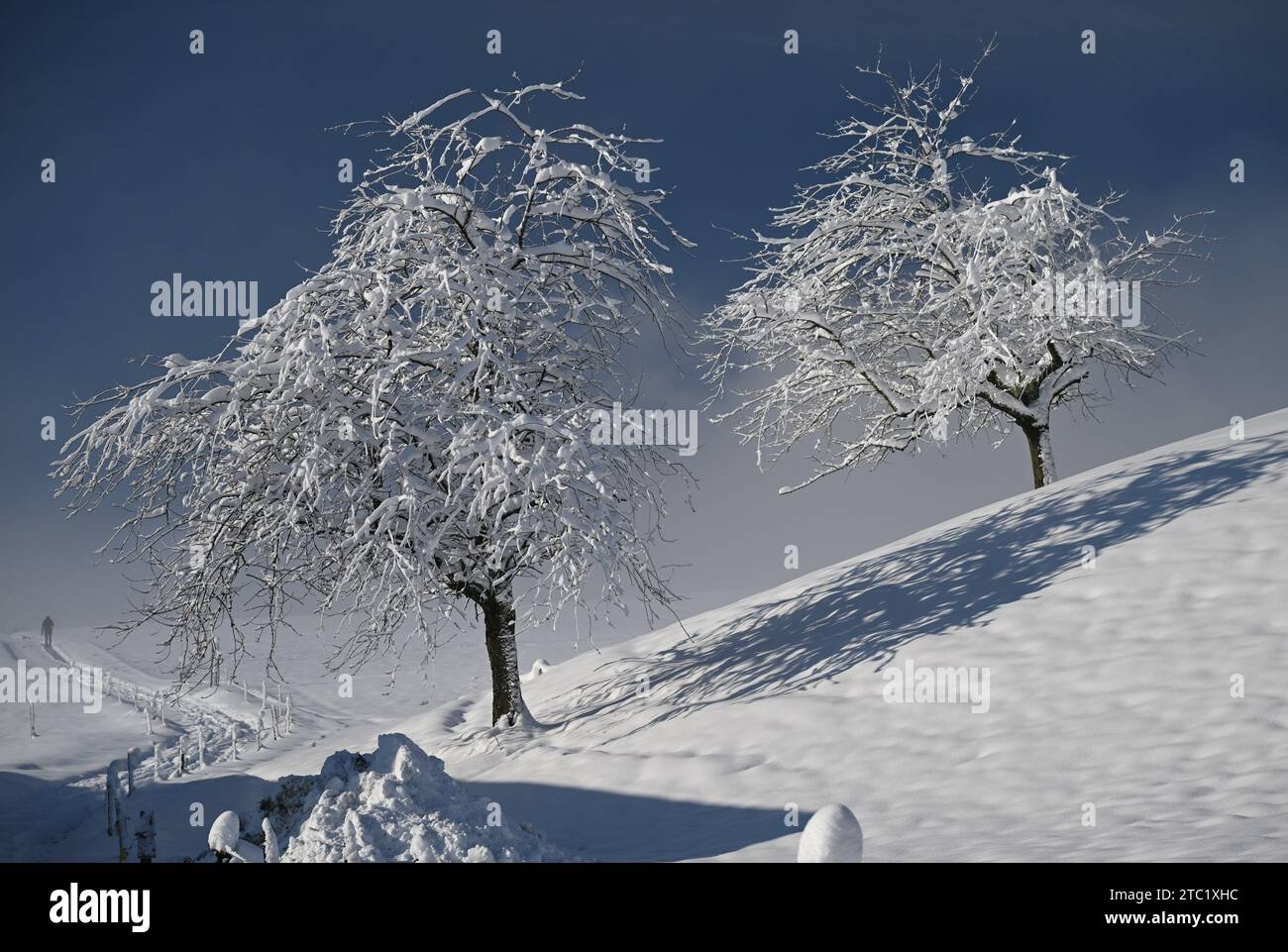 A peaceful winter scene featuring two evergreen trees perched atop an ...