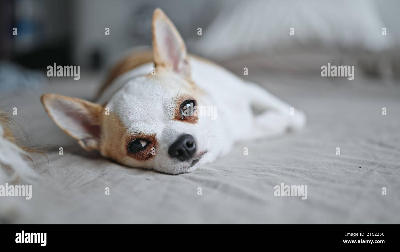 Chihuahua puppy lying on the bed hi-res stock photography and images ...