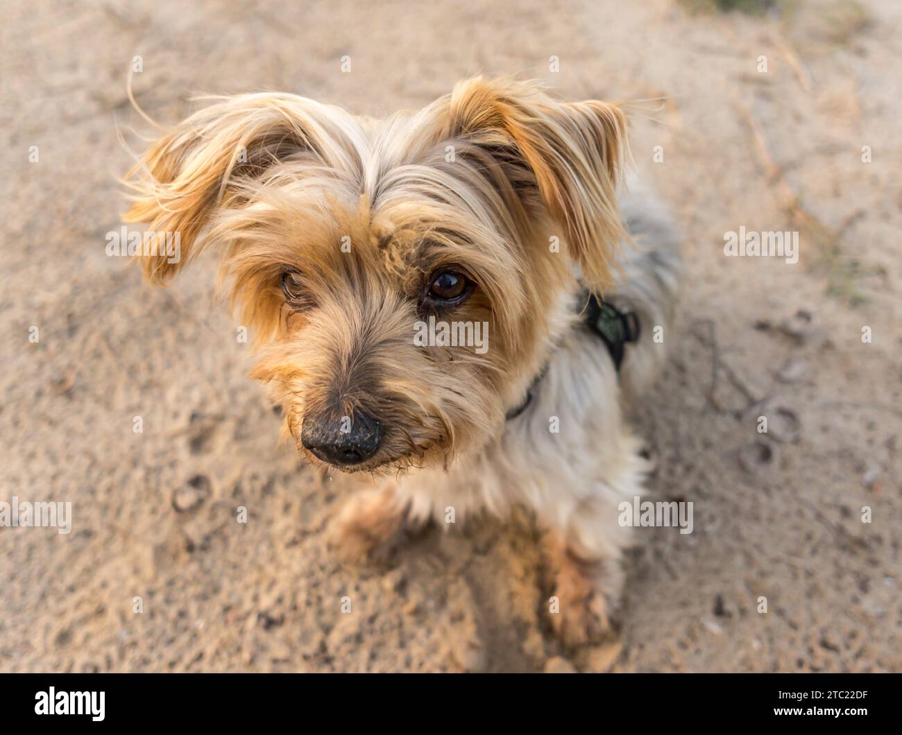 Wide angle of cute dog face. Top view Doggy with lovely expression ...