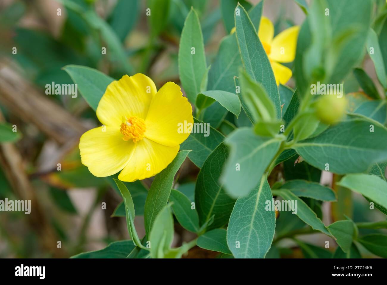 Dendromecon rigida, bush poppy, tree poppy, bright yellow, poppy-like ...