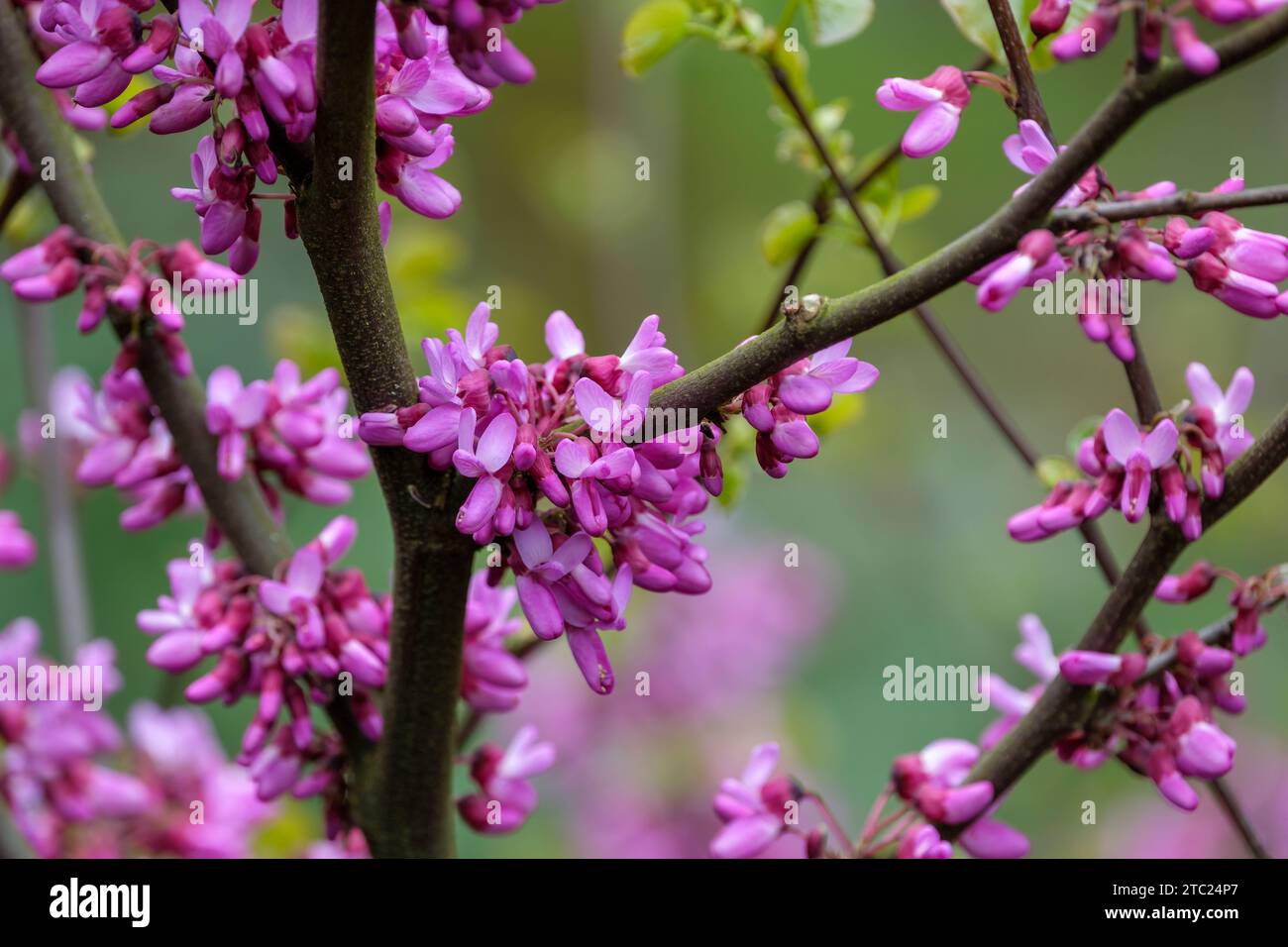 Judas tree hi-res stock photography and images - Alamy