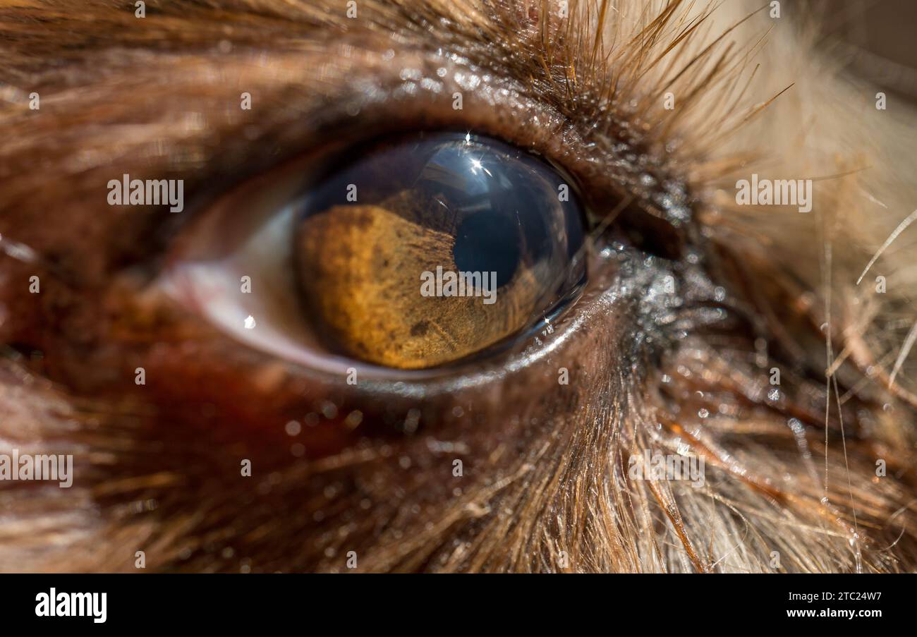 Central retinal vein and artery hi-res stock photography and images - Alamy