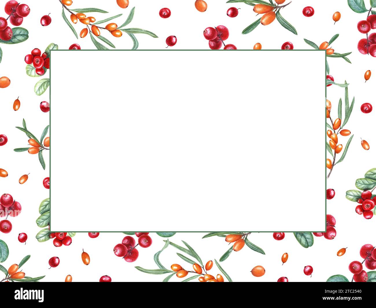 Horizontal frame with sea buckthorn and cowberry. Branches of cranberry ...
